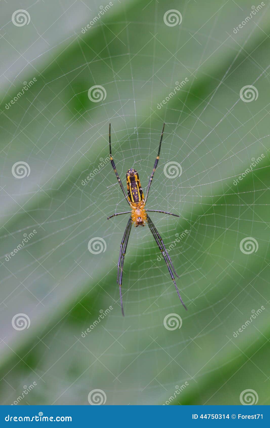Spider in forest stock photo. Image of arthropod, pest - 44750314