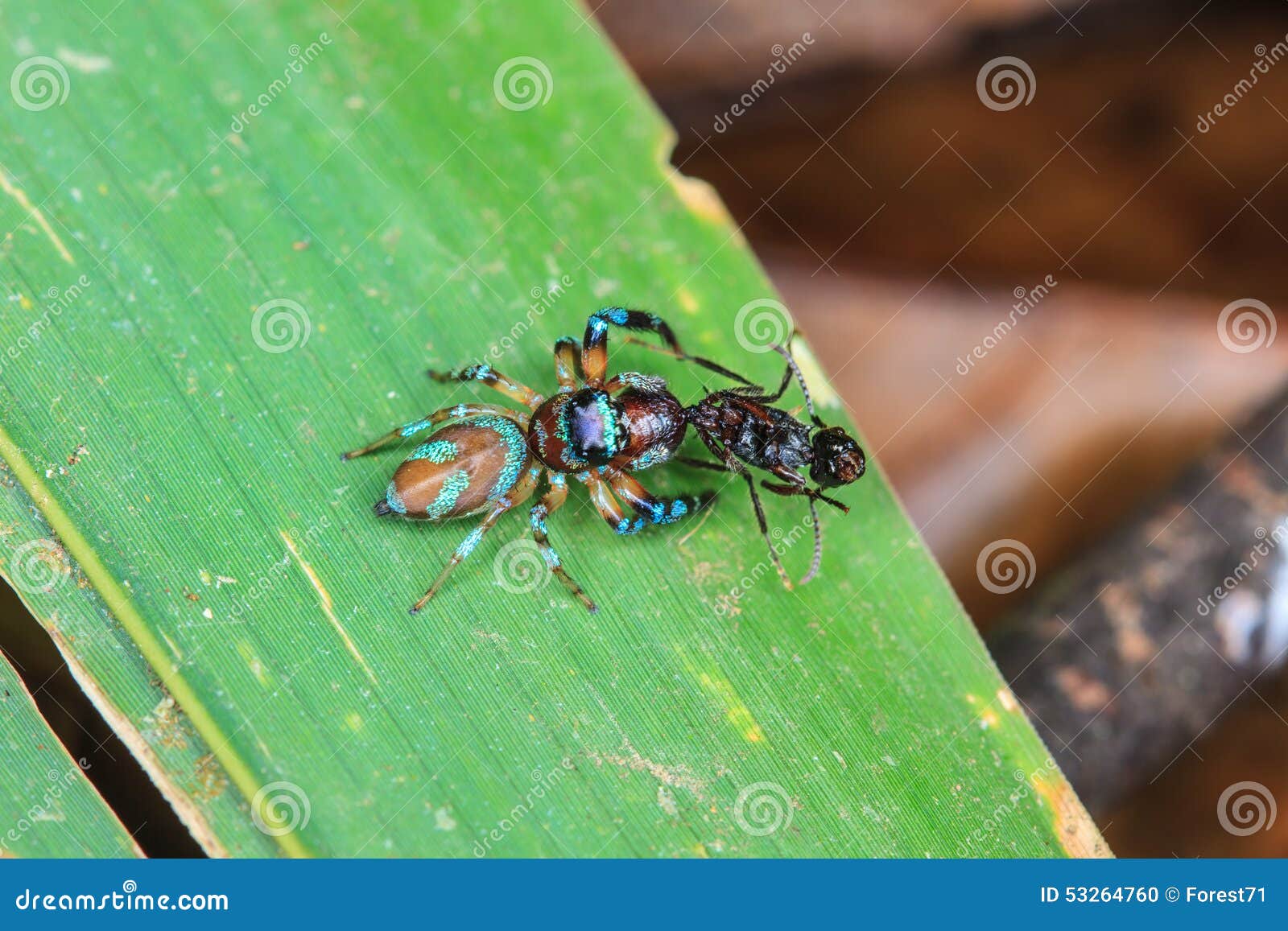 Spider in forest stock photo. Image of weaver, corn, fangs - 53264760