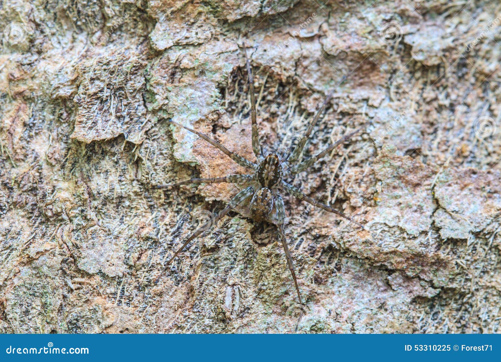 Spider in forest stock image. Image of weaver, bruennichi - 53310225