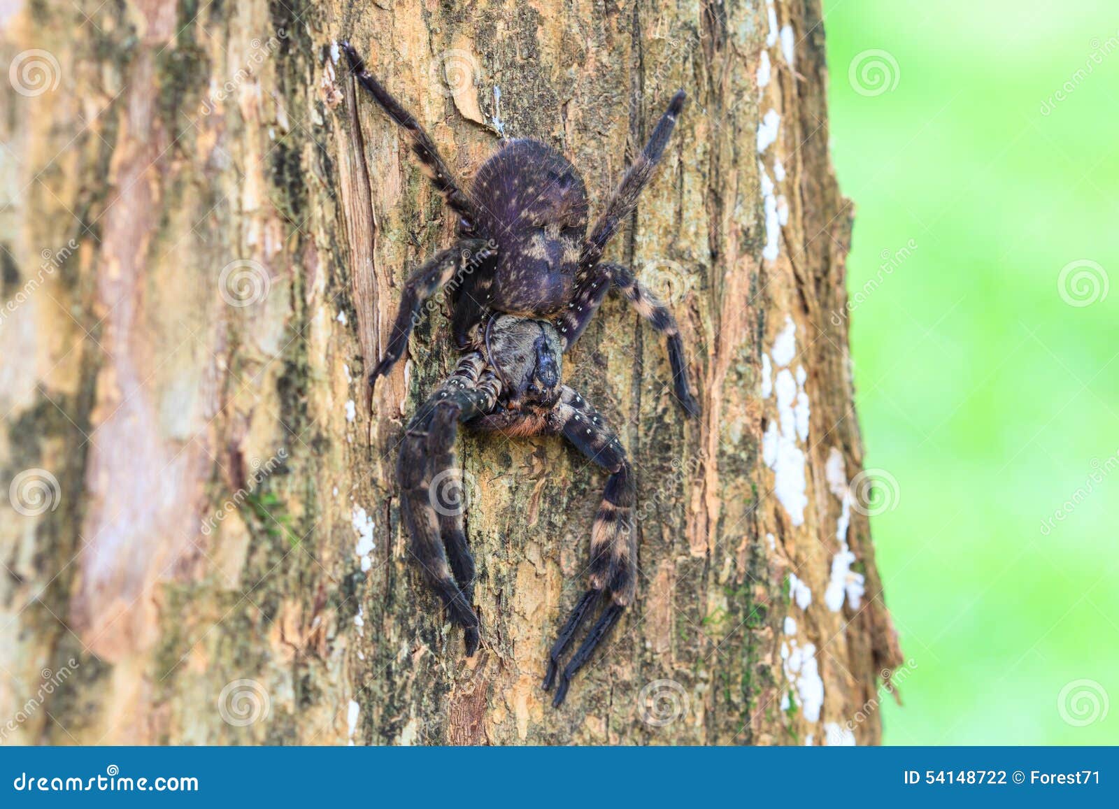 Spider in forest stock photo. Image of prey, alive, insect - 54148722