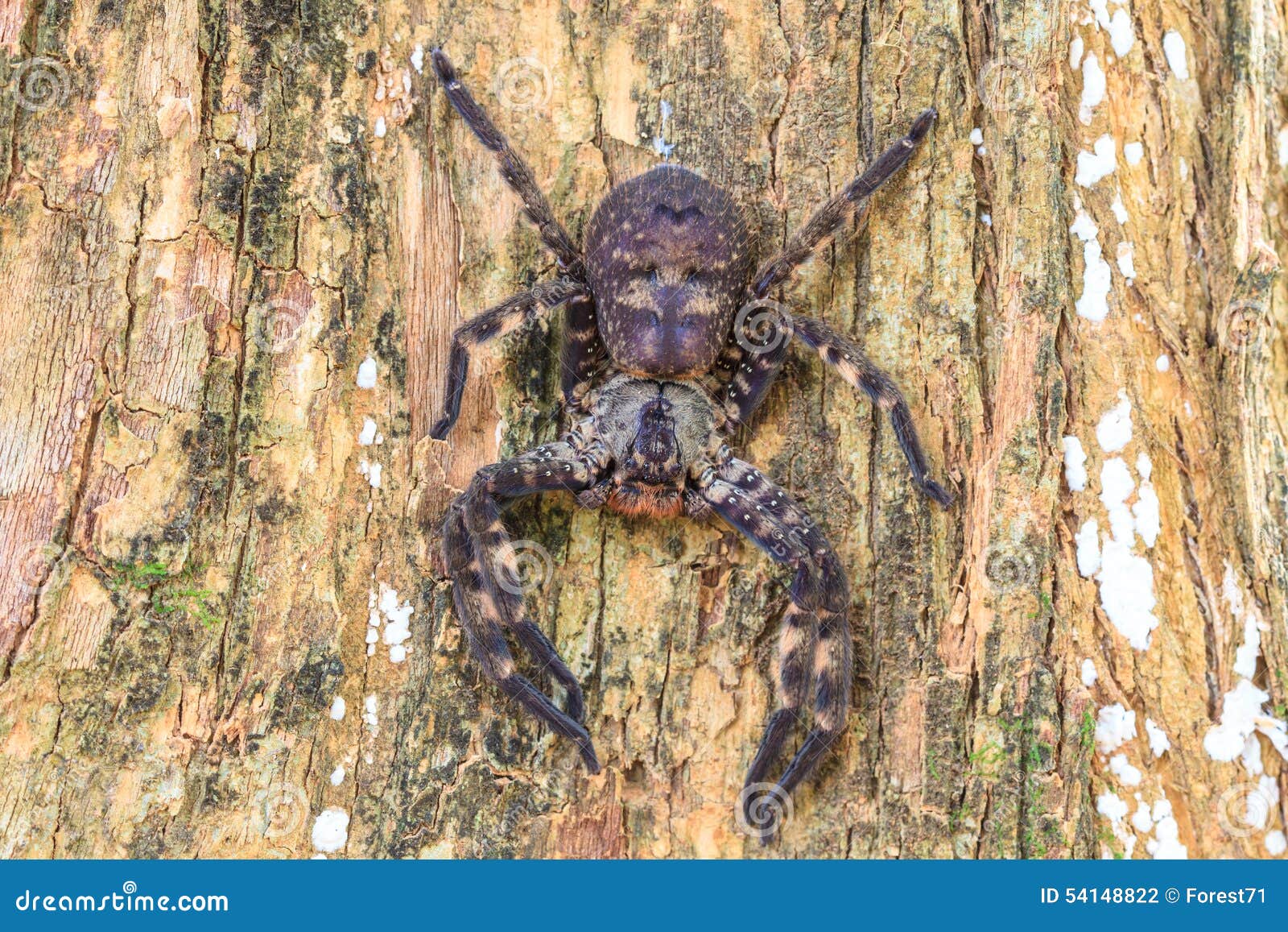 Spider in forest stock photo. Image of spider, corn, macro - 54148822