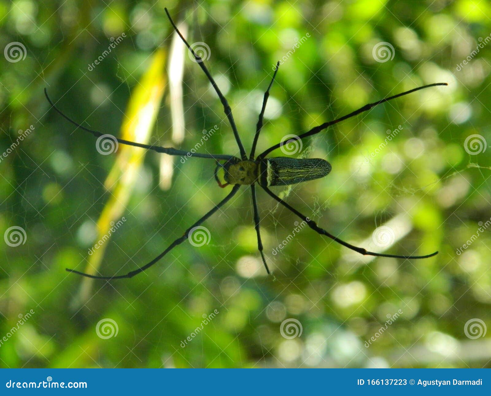 The spider forest stock image. Image of closeup, spider - 166137223