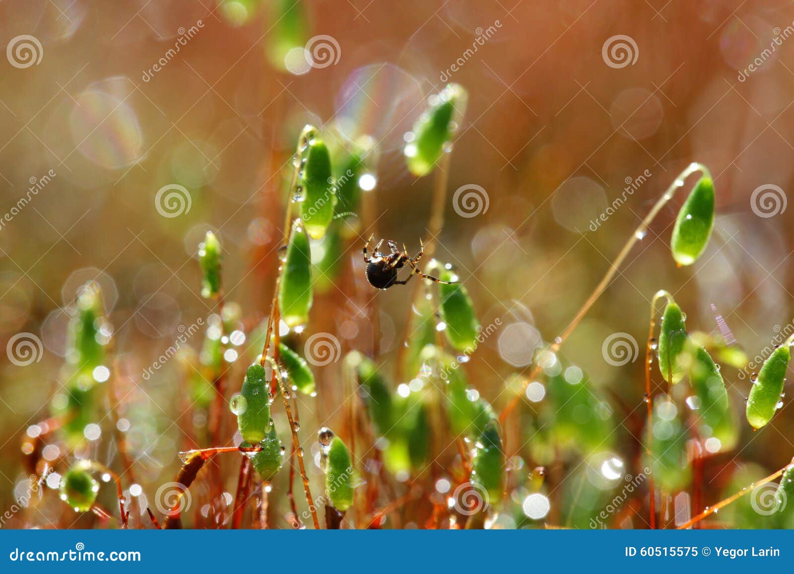 Spider on Forest Moss in Sun Rays Closeup Stock Image - Image of nature ...
