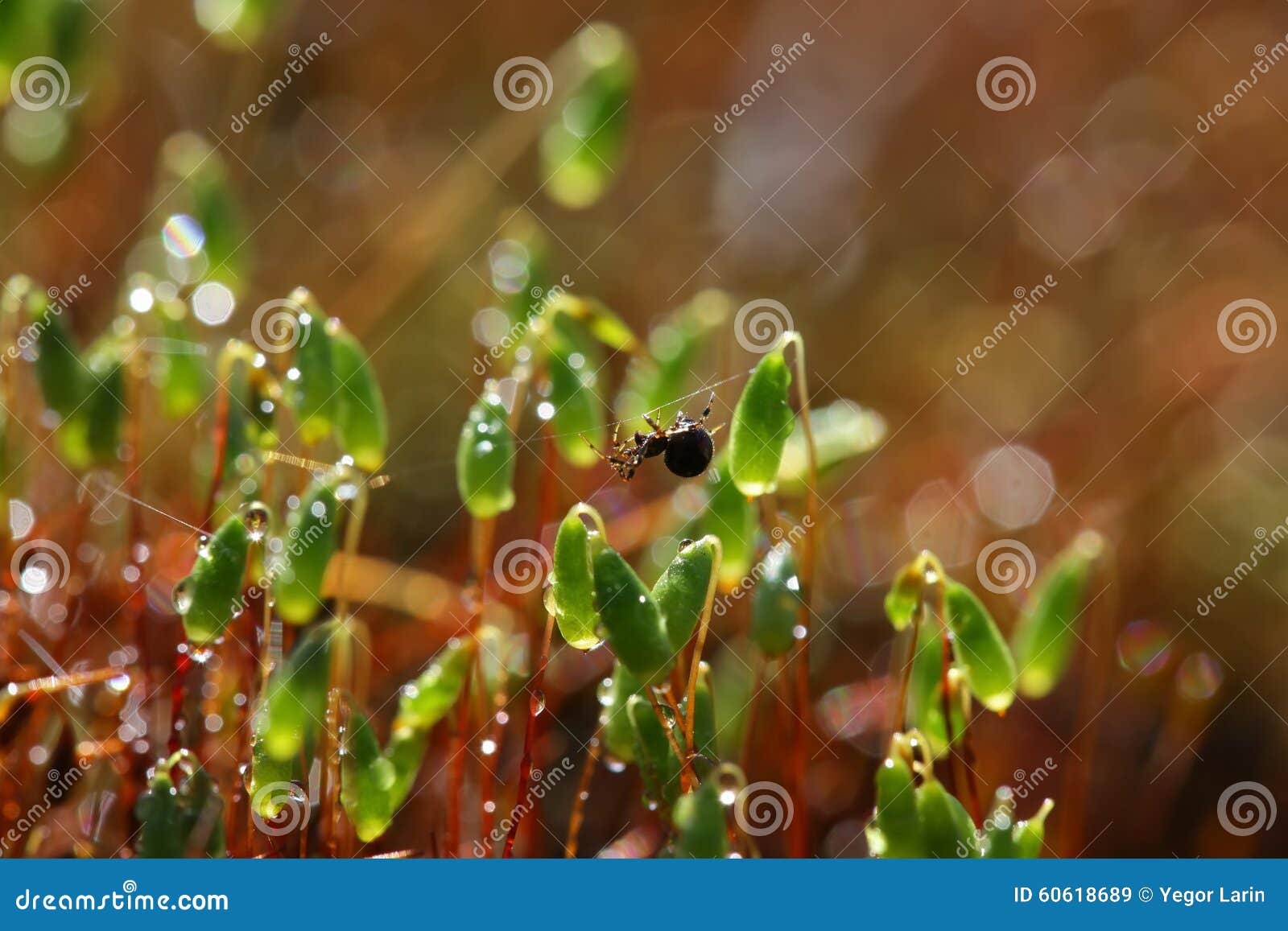 Spider on Forest Moss in Sun Rays Closeup Stock Image - Image of bright ...