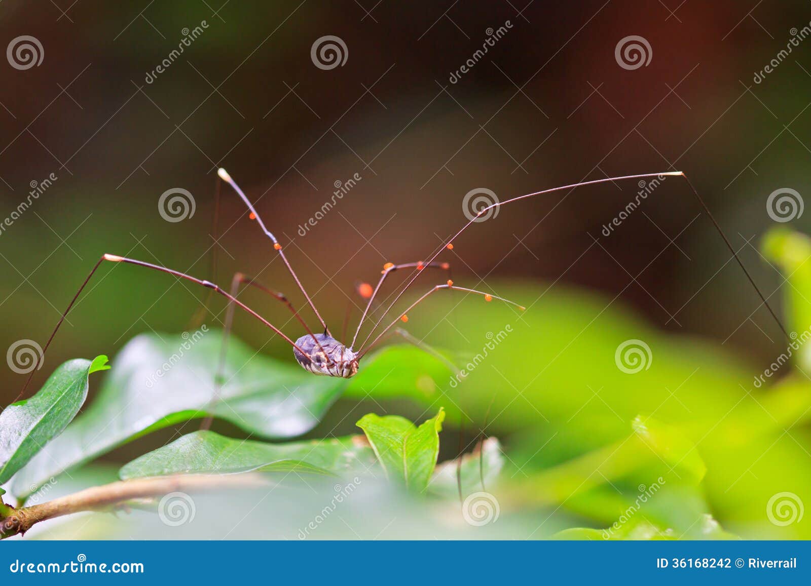 Spider in the forest stock photo. Image of nature, closeup - 36168242
