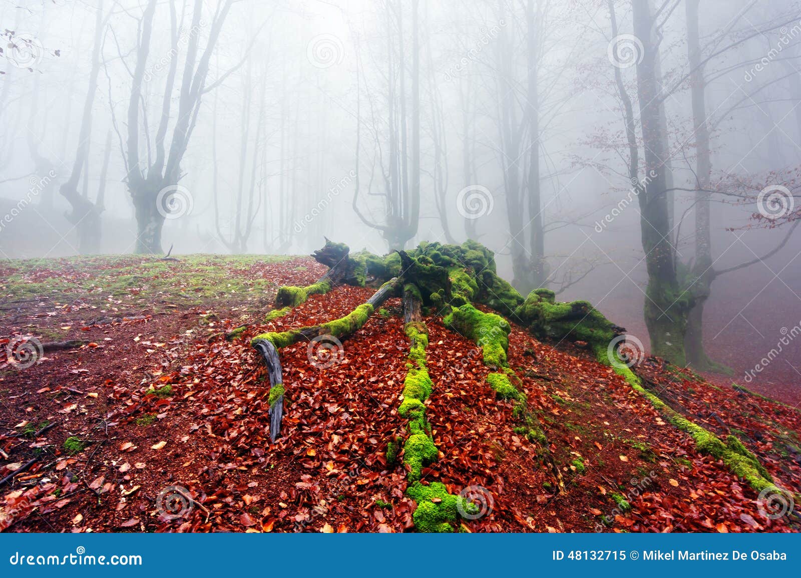Spider in the forest stock image. Image of bark, landscape - 48132715