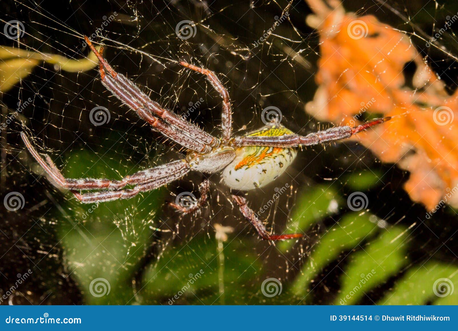 A spider in a forest stock photo. Image of cobweb, spider - 39144514