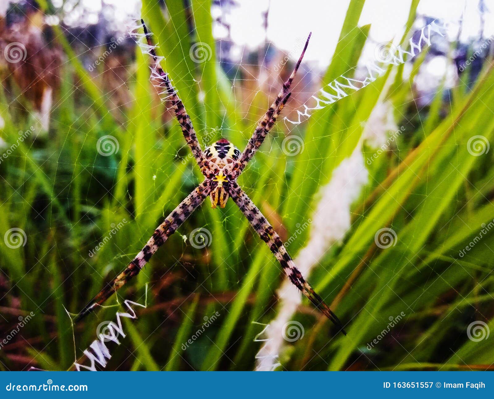 Spider in forests stock image. Image of forests, imamfaqihh - 163651557
