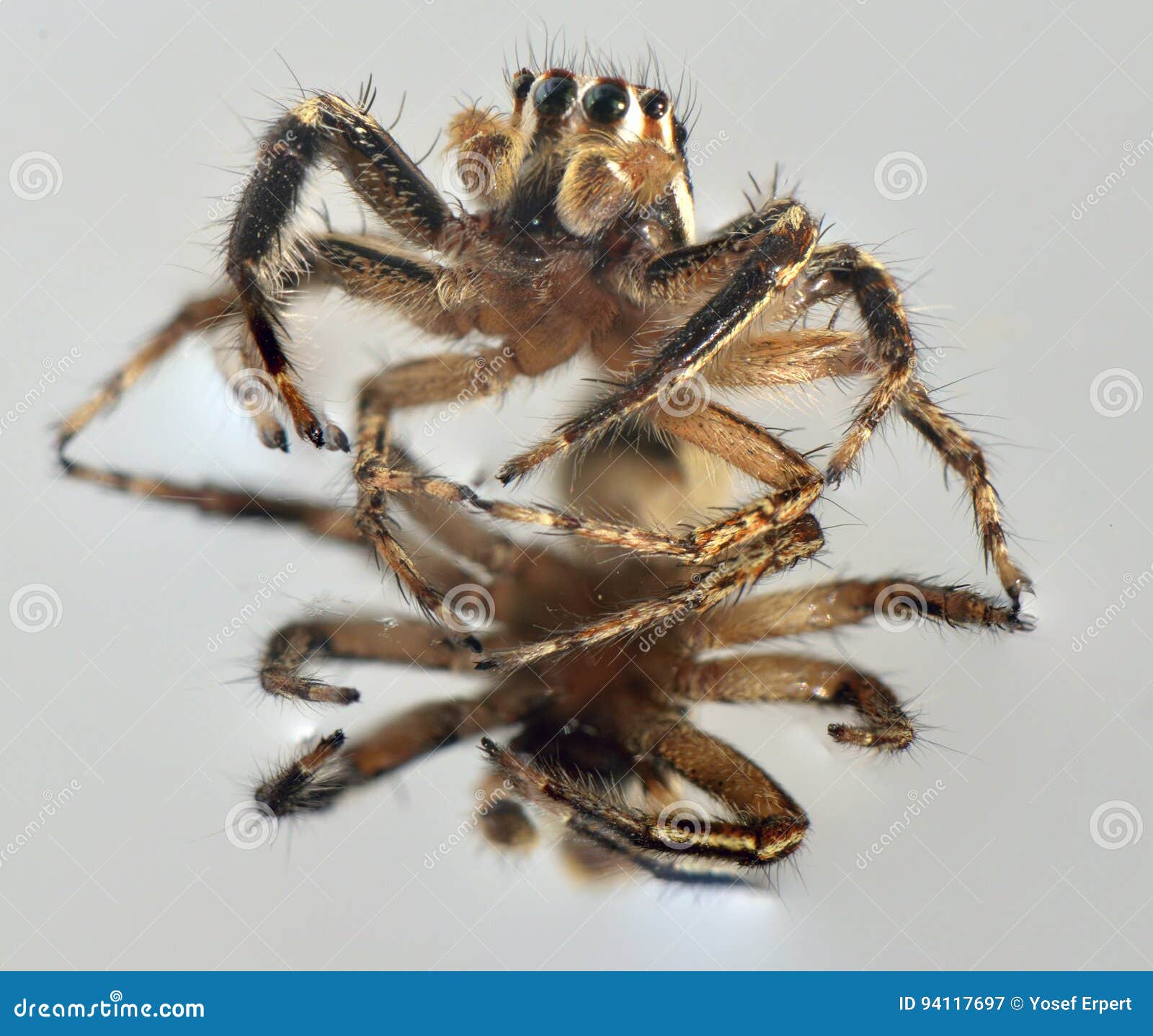 Spider in the front stock image. Image of surface, eyes - 94117697