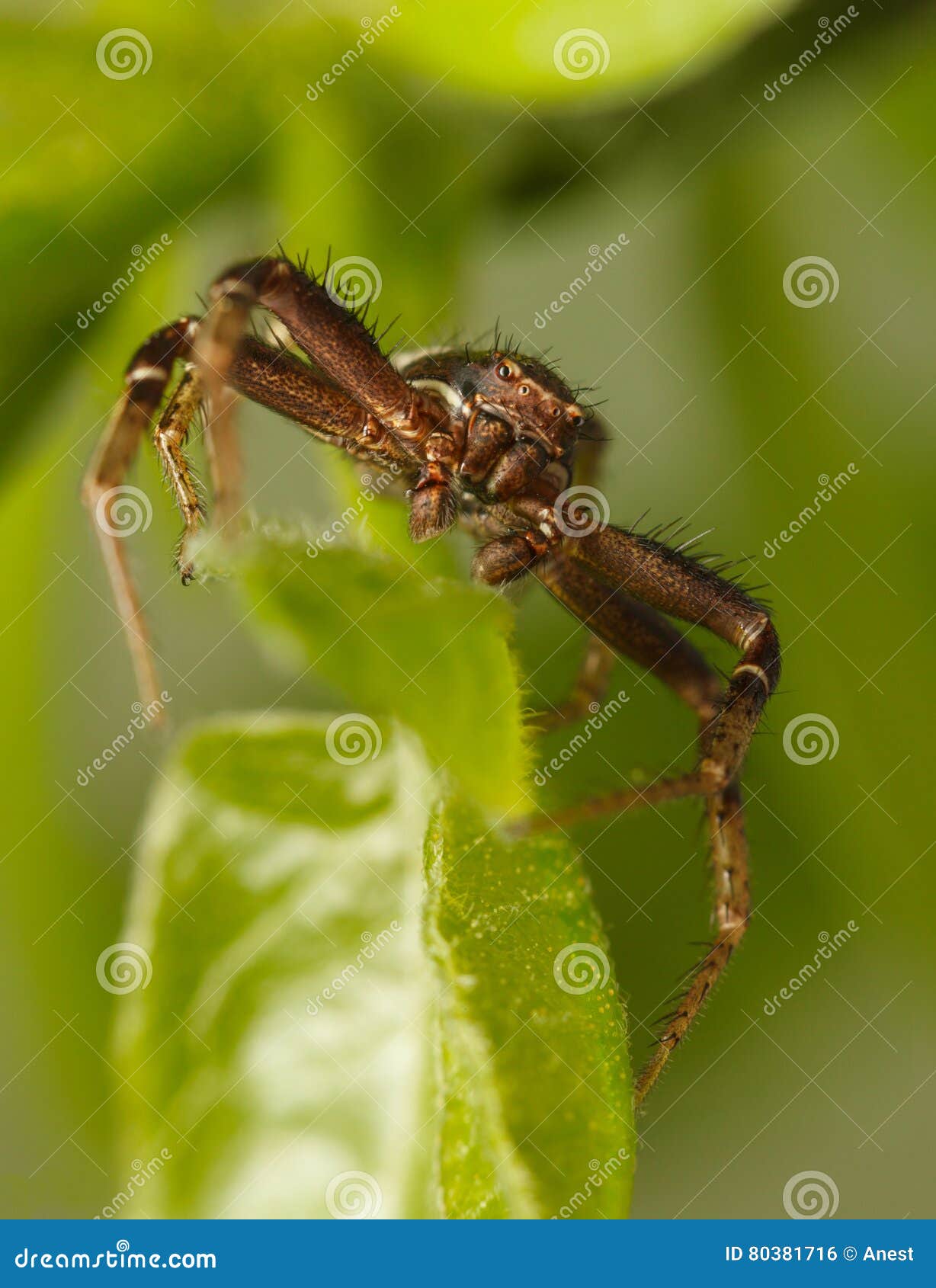Spider front view stock photo. Image of fauna, life, insect - 80381716