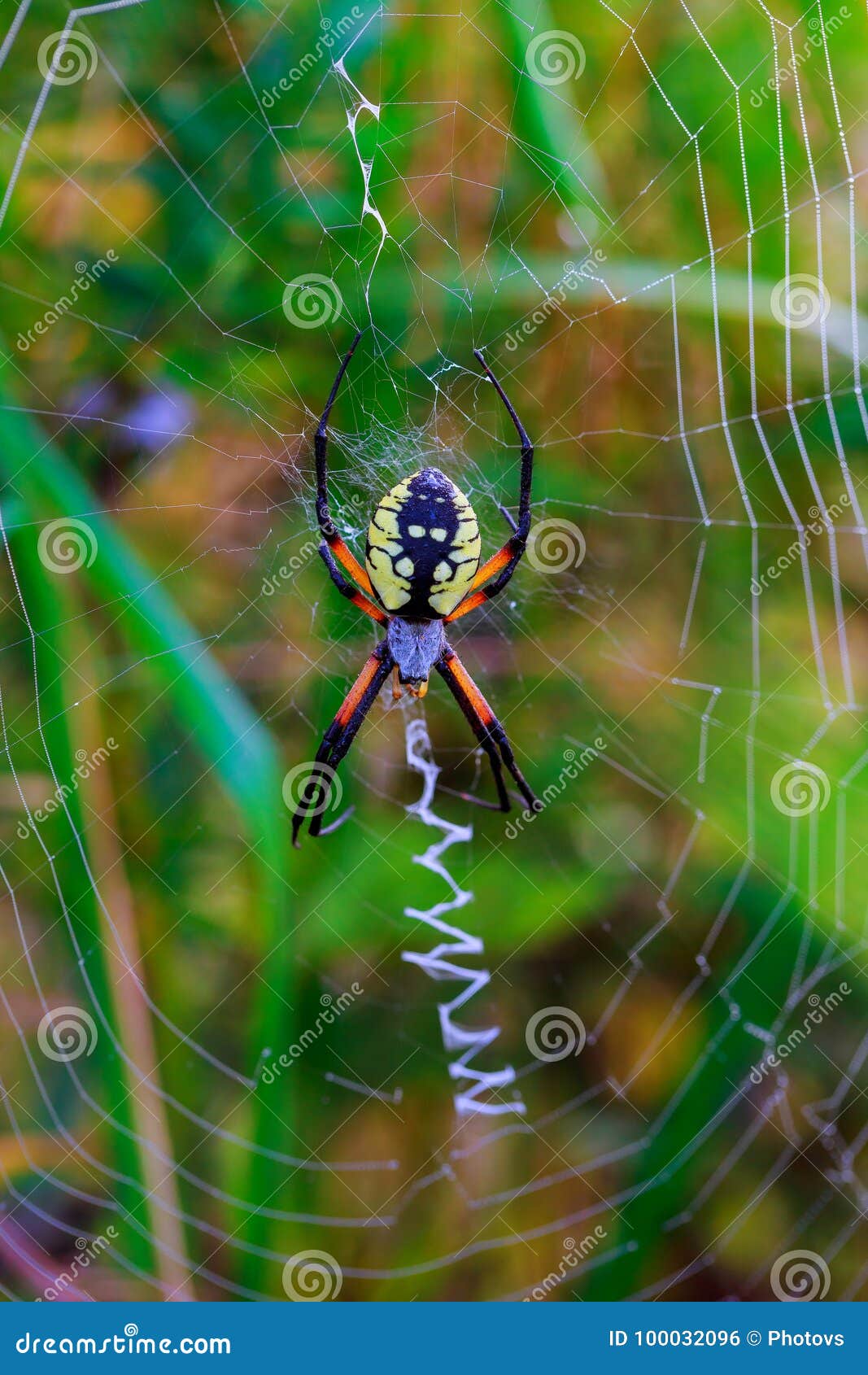 Spider Garden-spider Araneus Type of Spider Araneomorphae from the ...