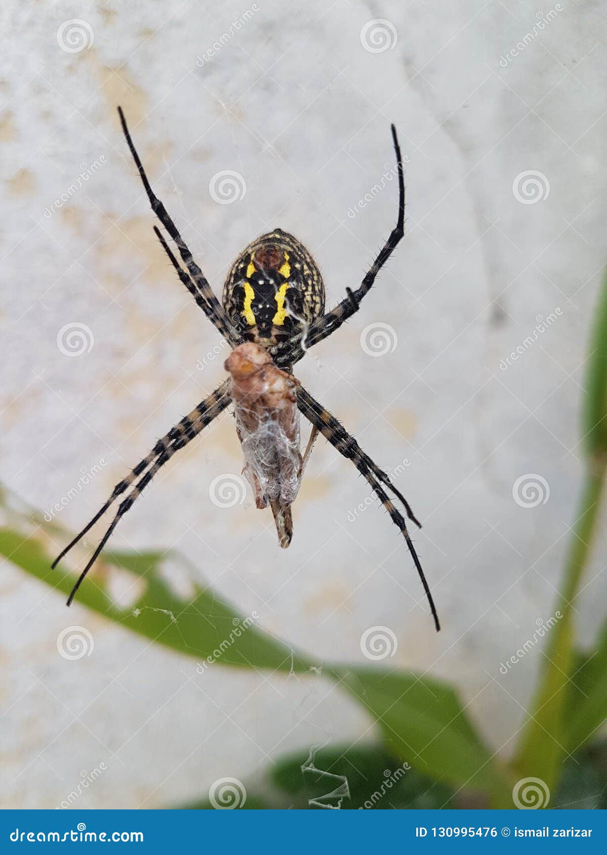 Spider stock photo. Image of garden, farm, home, spider - 130995476