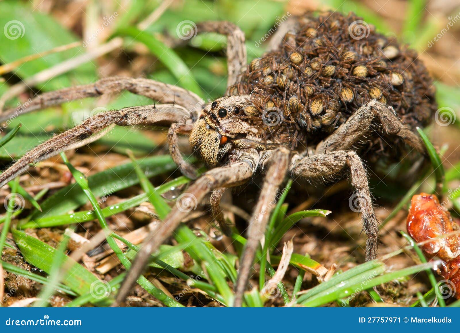 Spider of the genus Lycosa stock image. Image of nature - 27757971