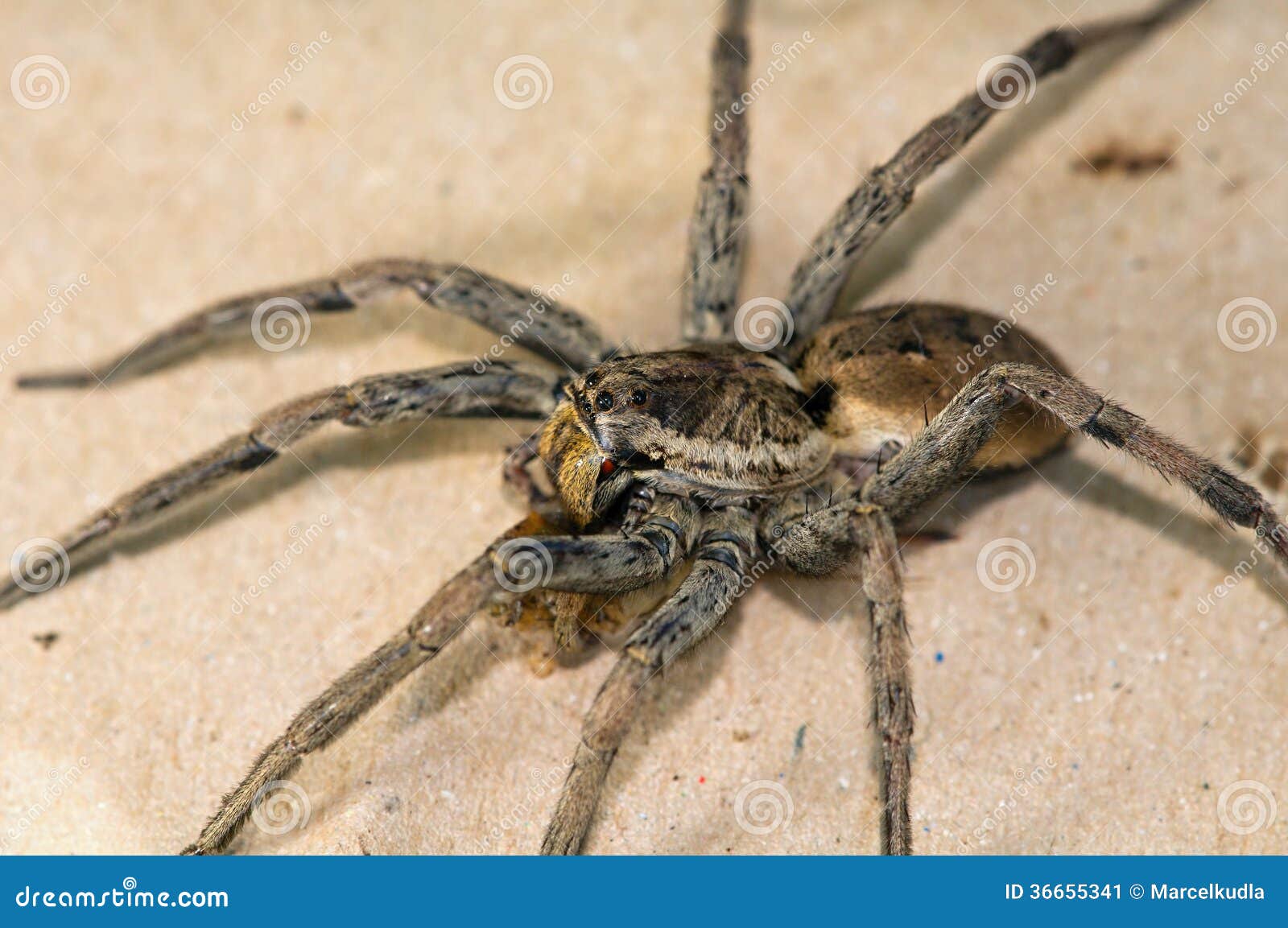 The Spider of the Genus Lycosa Stock Image - Image of macro, animals ...
