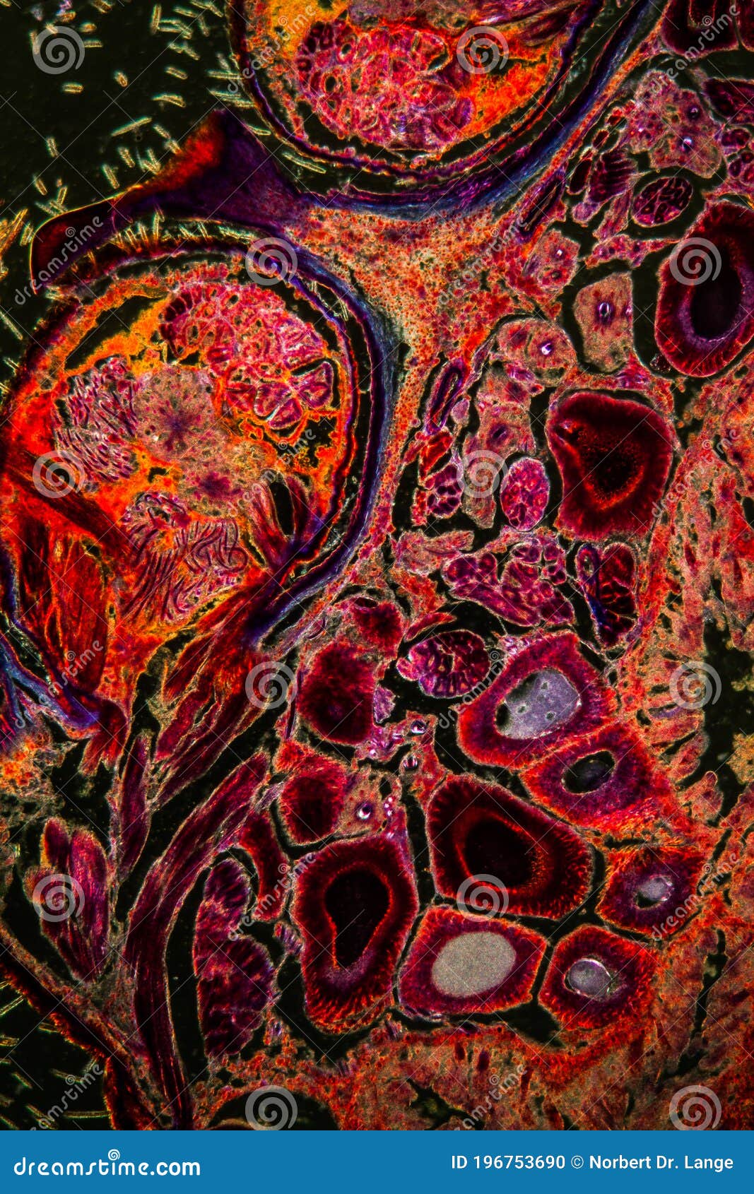 Spider Gland with Garden Cross Spider Stock Photo - Image of filament ...