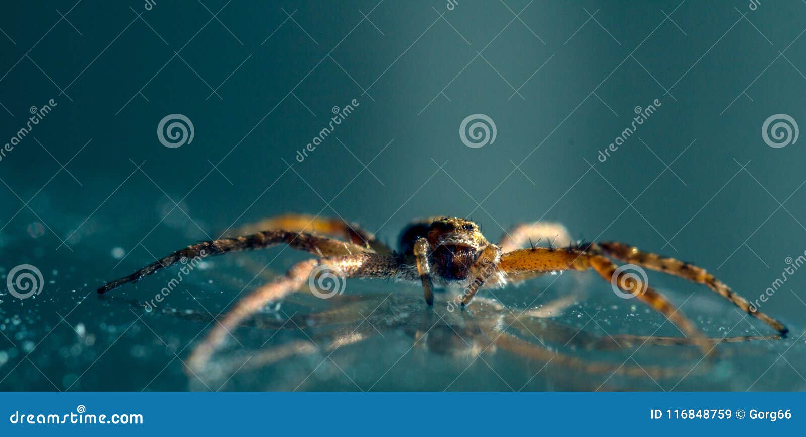 Spider on the glass macro stock image. Image of animal - 116848759