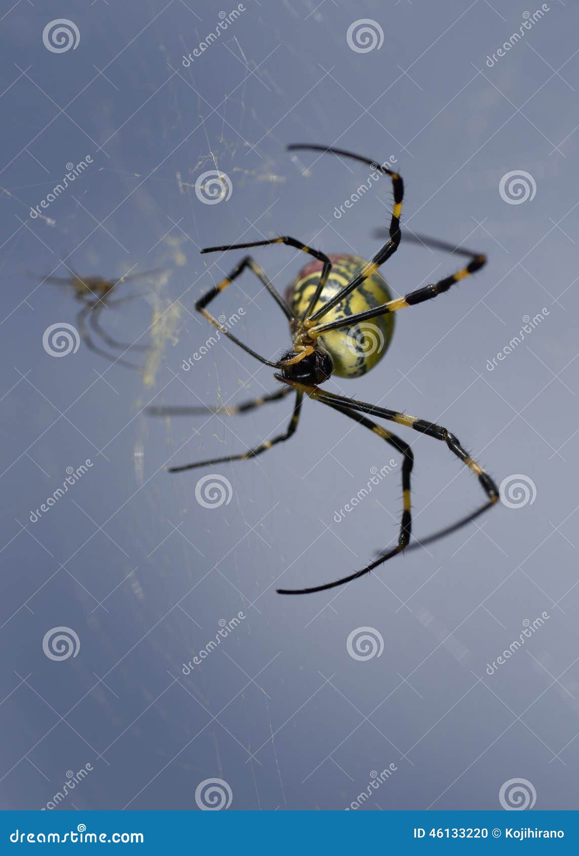Spider stock photo. Image of arachnid, pets, fang, nephila - 46133220