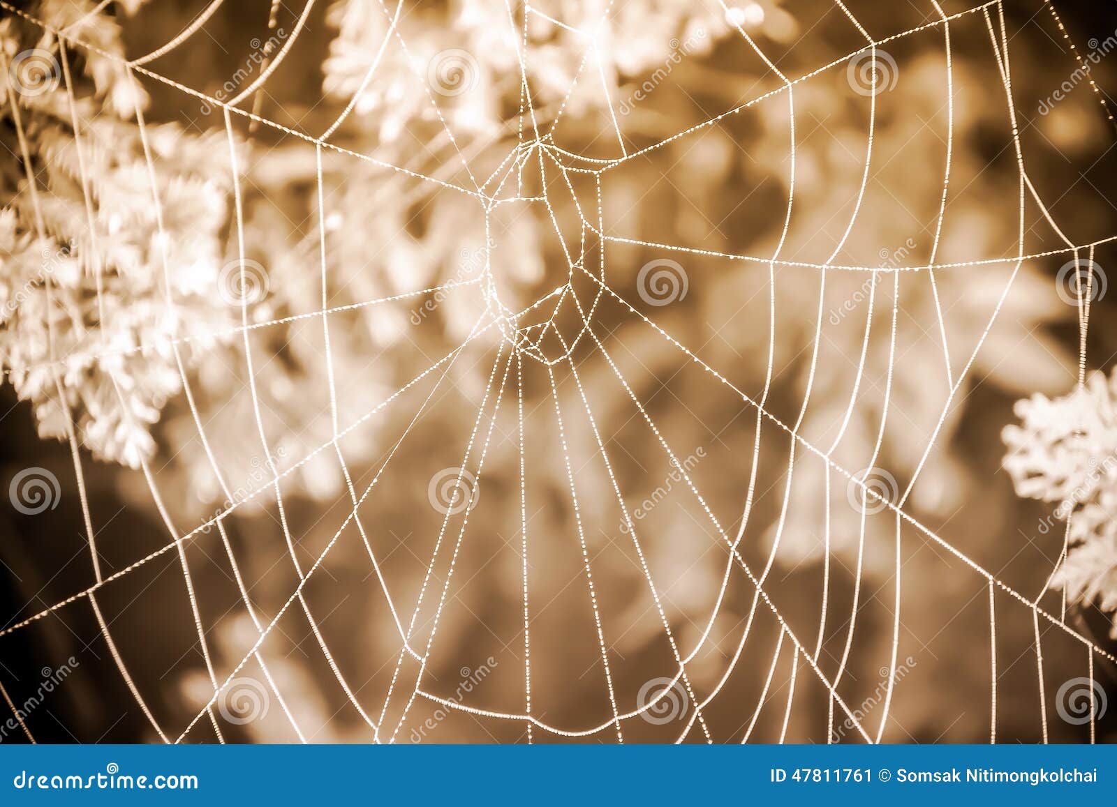 Spider Gossamer with Some Water Droplets Early in the Morning Stock ...