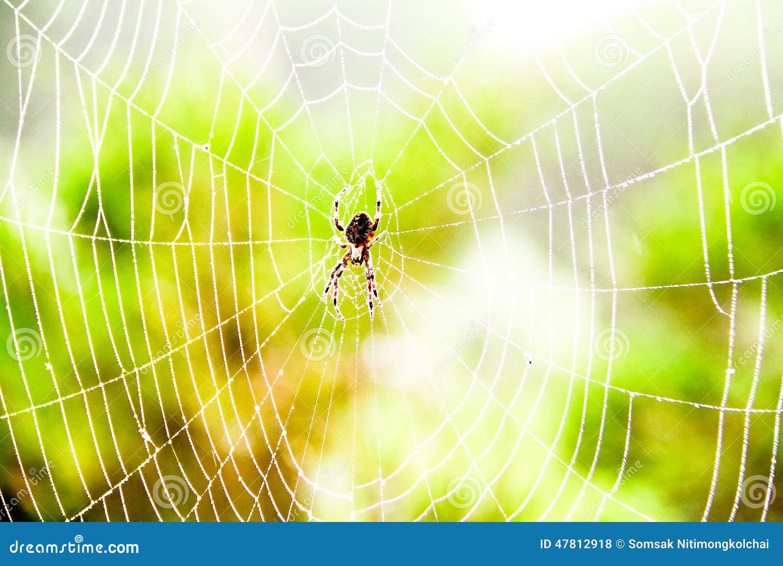 Spider Gossamer with Some Water Droplets Early in the Morning Stock ...
