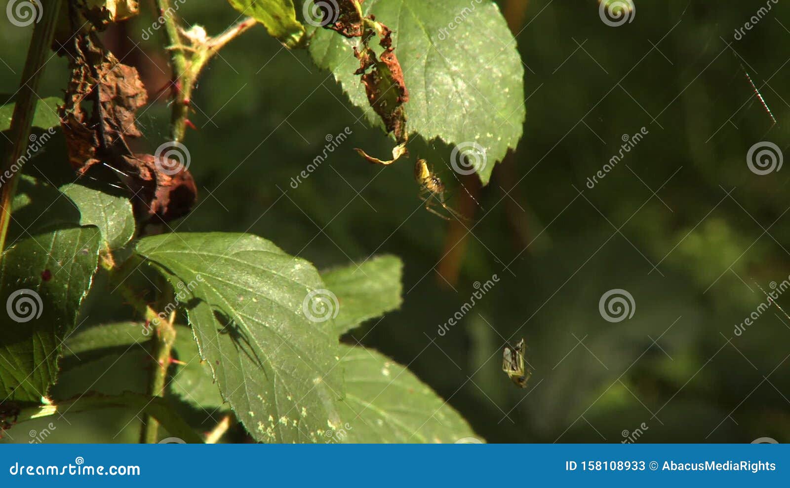 Spider Grabbing Caught Insect Stock Video - Video of spiderweb, limbs ...