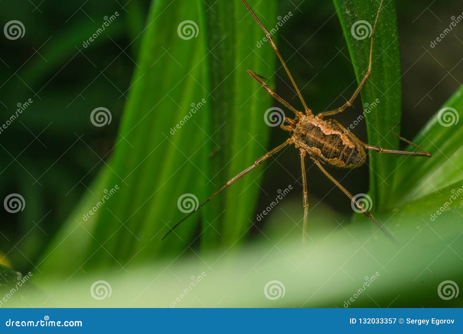 Spider Sitting on the Grass Leaf Extreme Close Up Stock Image - Image ...