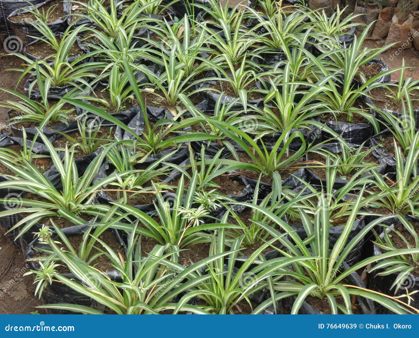 Spider grass flower stock image. Image of lenti, awaiting - 76649639