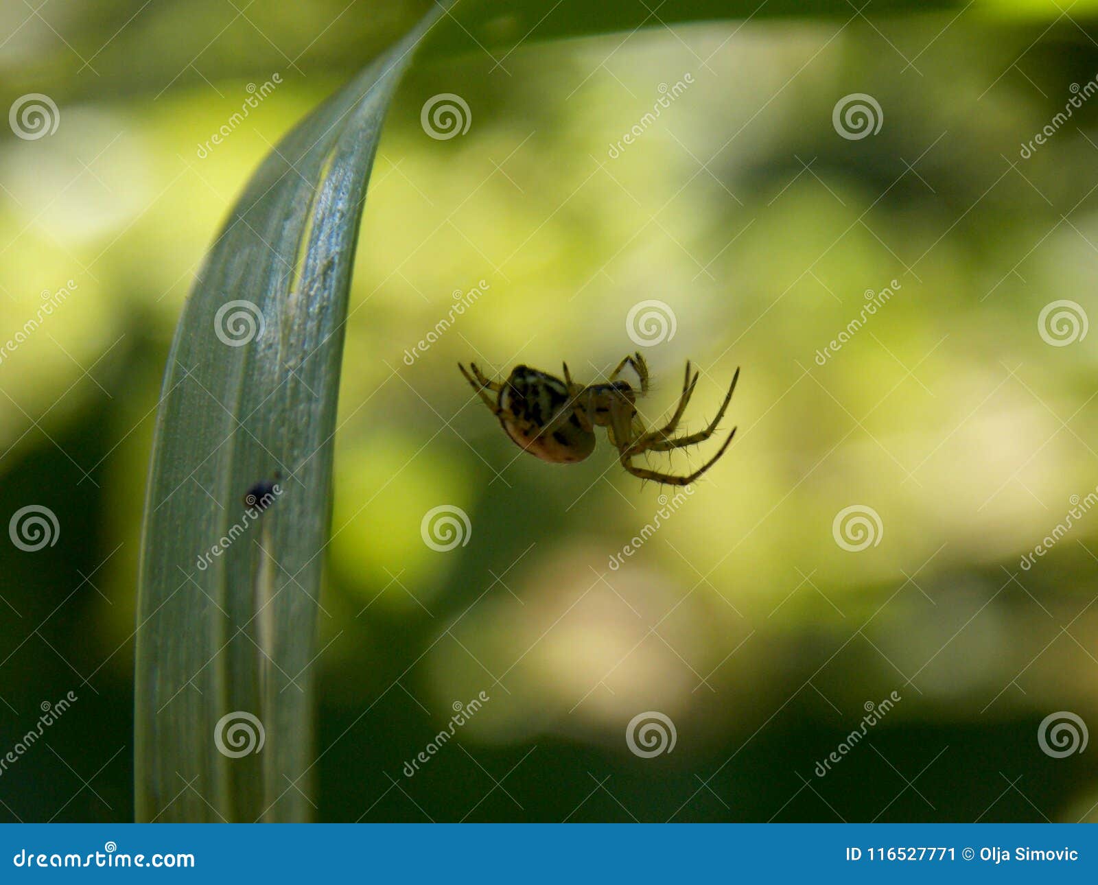 Spider on the grass stock image. Image of color, green - 116527771