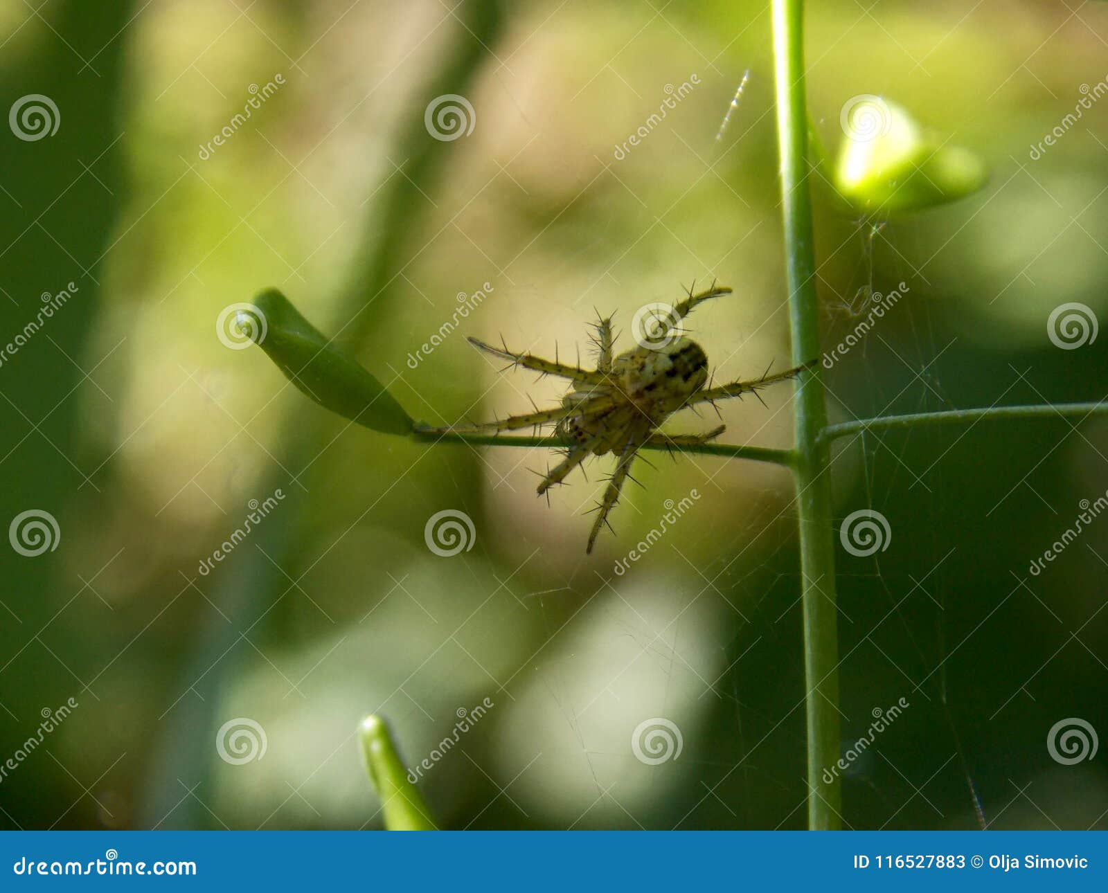 Spider on the grass stock image. Image of little, color - 116527883