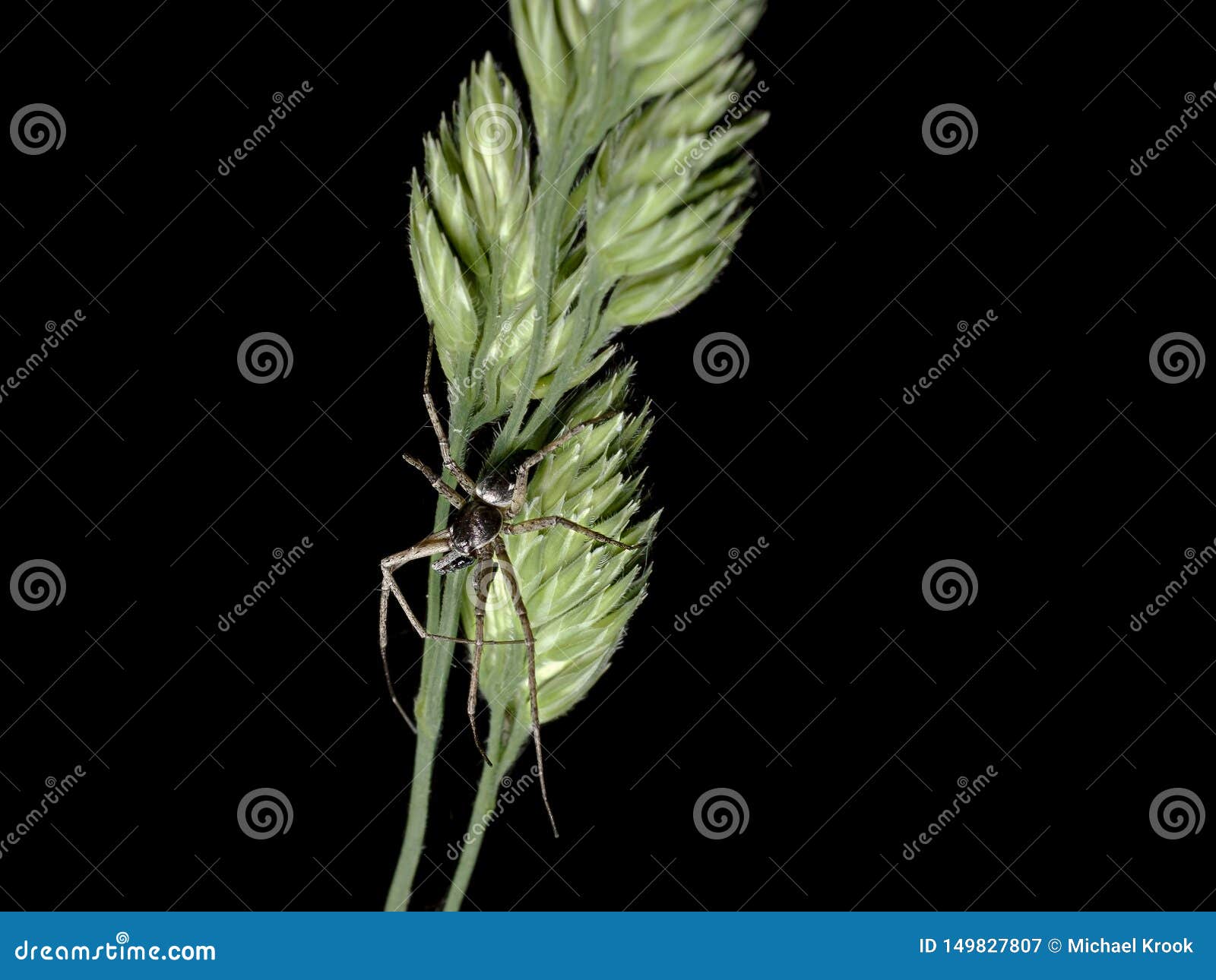 A Spider in the Grass in the Summer Stock Image - Image of long, little ...