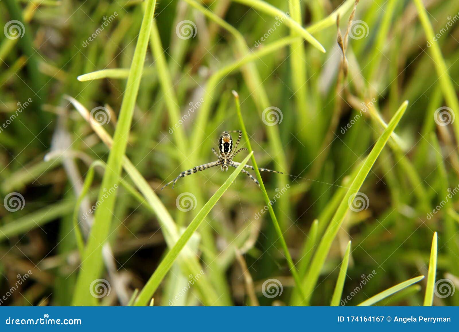 Spider in the grass stock image. Image of nature, insect - 174164167