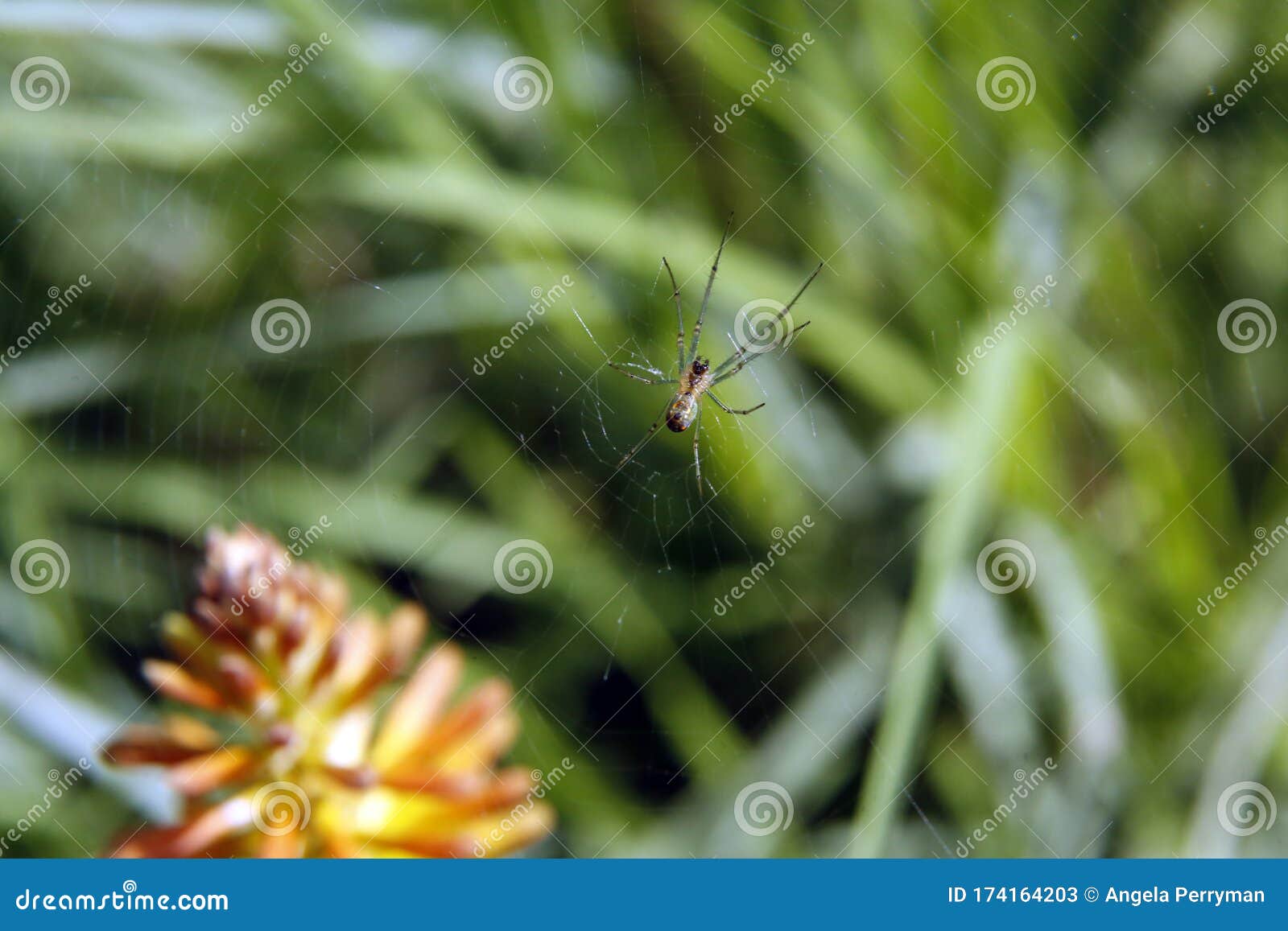 Spider in the grass stock image. Image of tiny, closeup - 174164203