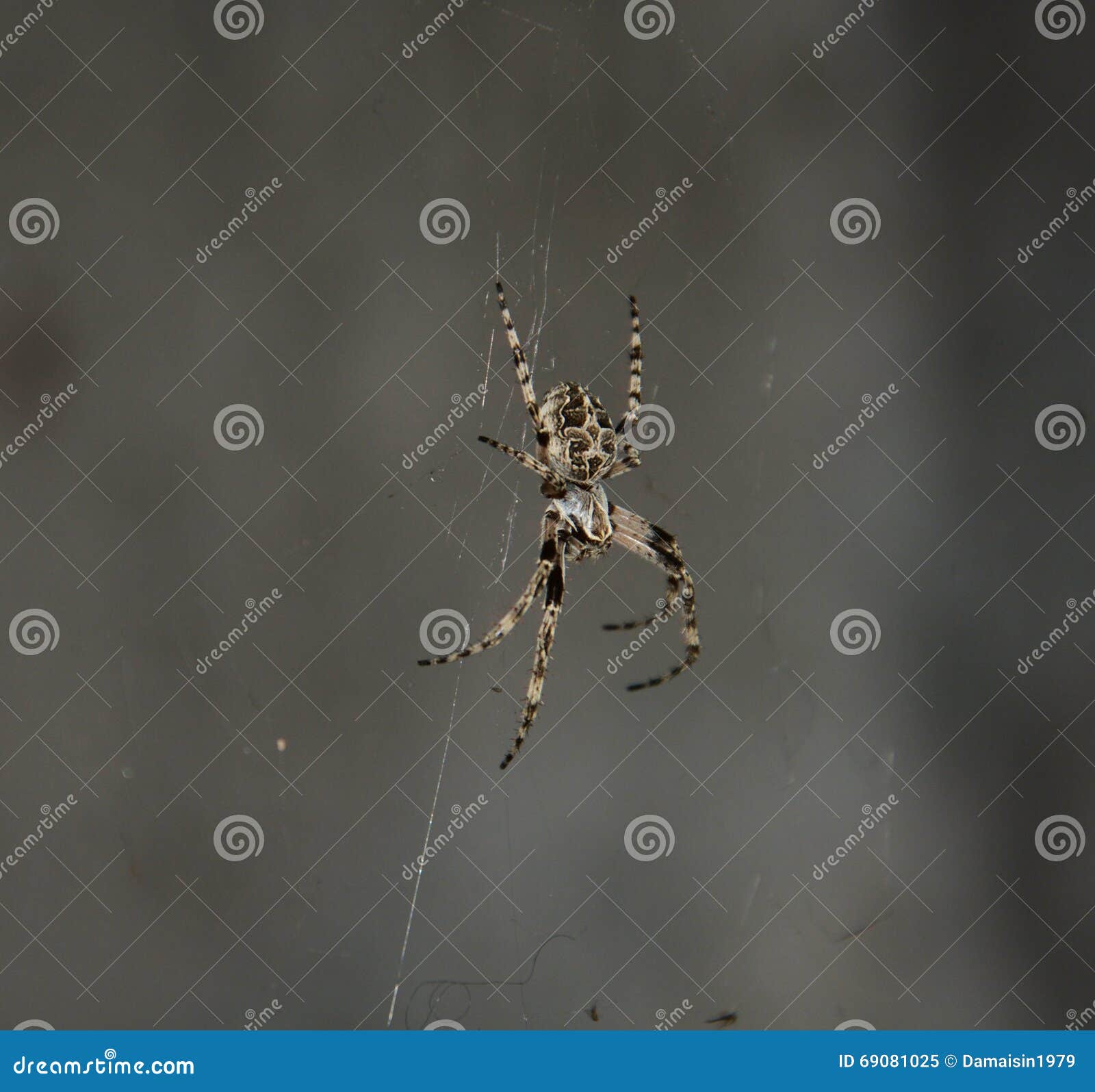 Spider Gray Salticidae Stock Photo | CartoonDealer.com #144527838