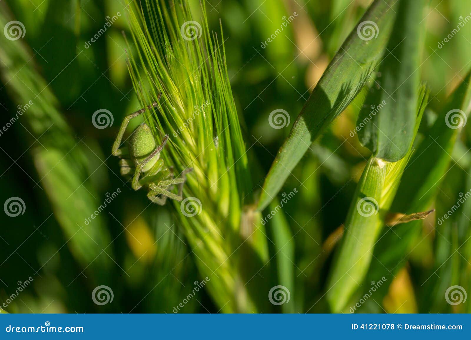Spider green stock photo. Image of nature, outdoor, macro - 41221078