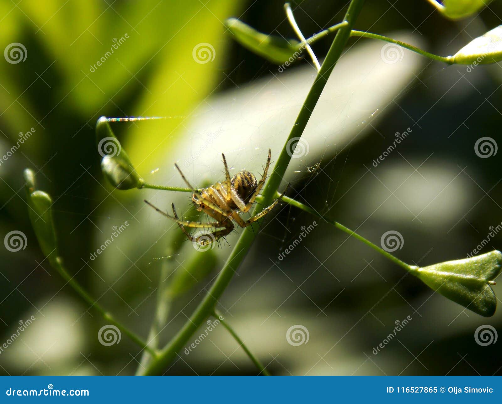 Spider on the grass stock image. Image of green, grass - 116527865