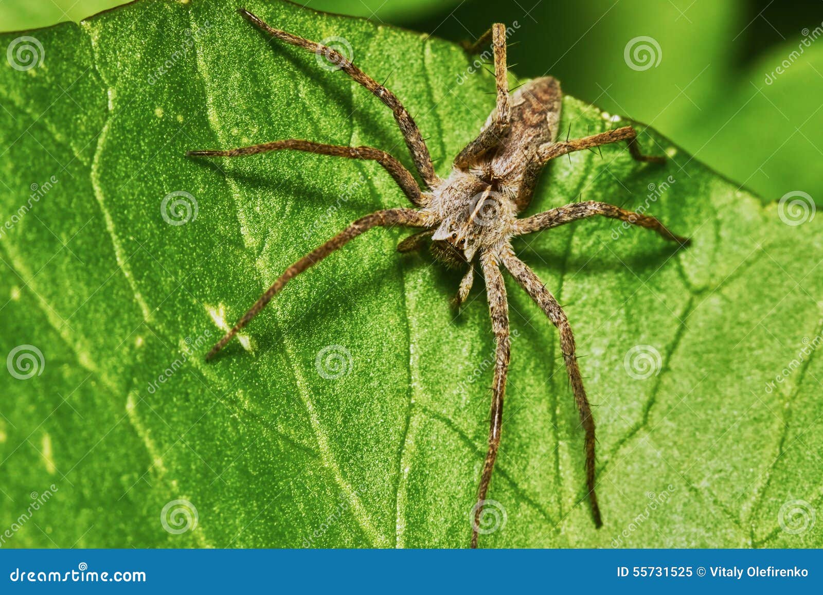 Spider on a green leaf stock image. Image of wild, predator - 55731525