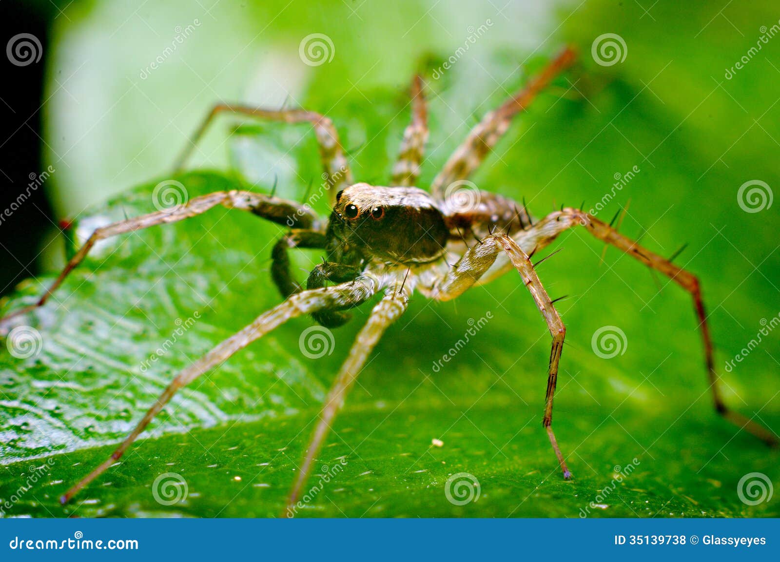 Spider on green leaf stock photo. Image of hanging, single - 35139738