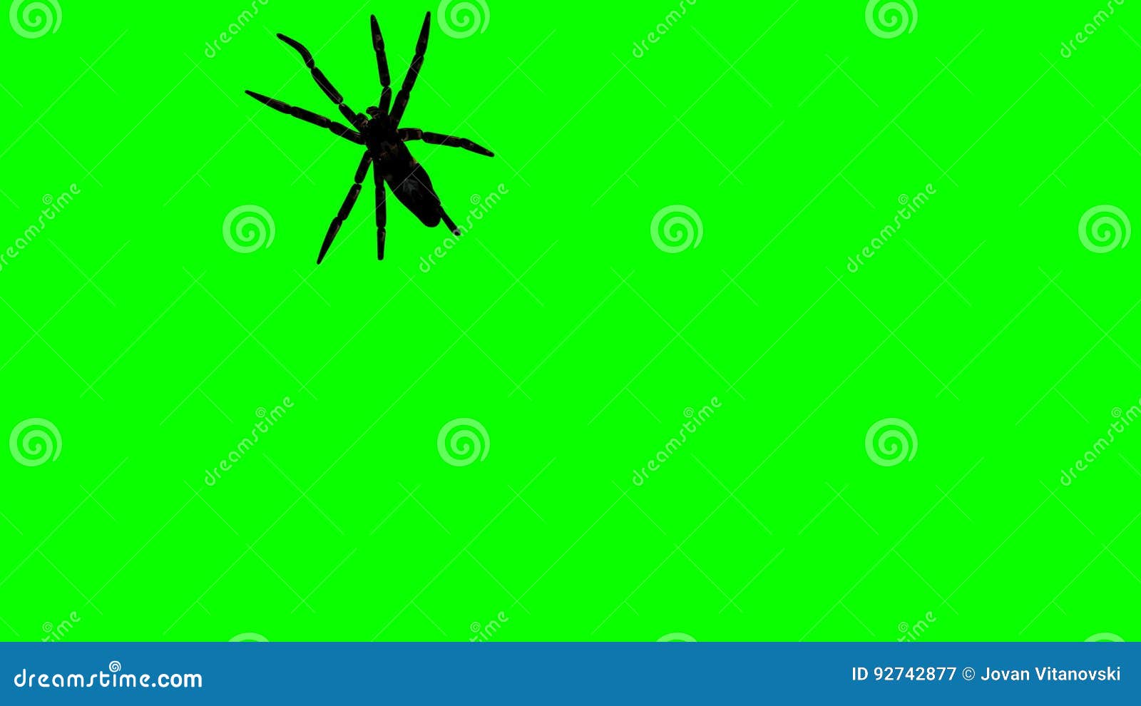 Spider on Green Screen Creepy Crawling Stock Video - Video of spider ...