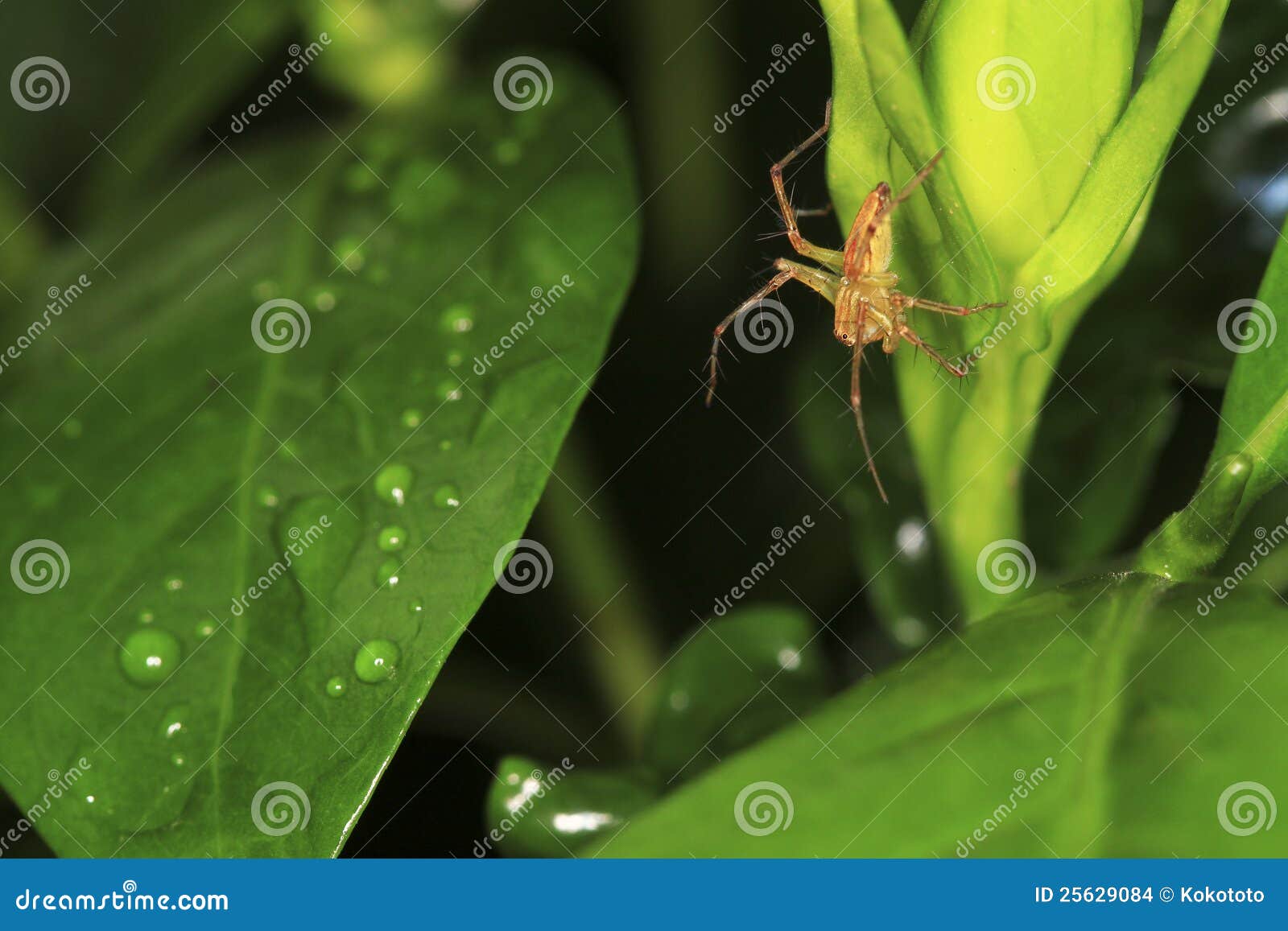 Spider on green tree stock photo. Image of life, wild - 25629084