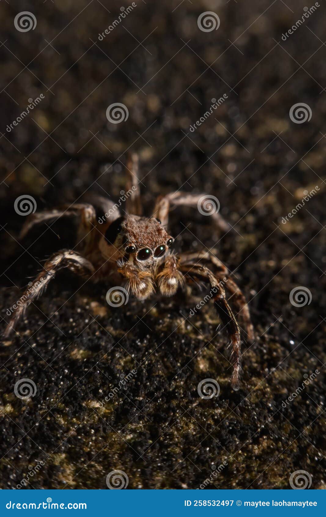 Spider is on the ground. stock image. Image of spider - 258532497