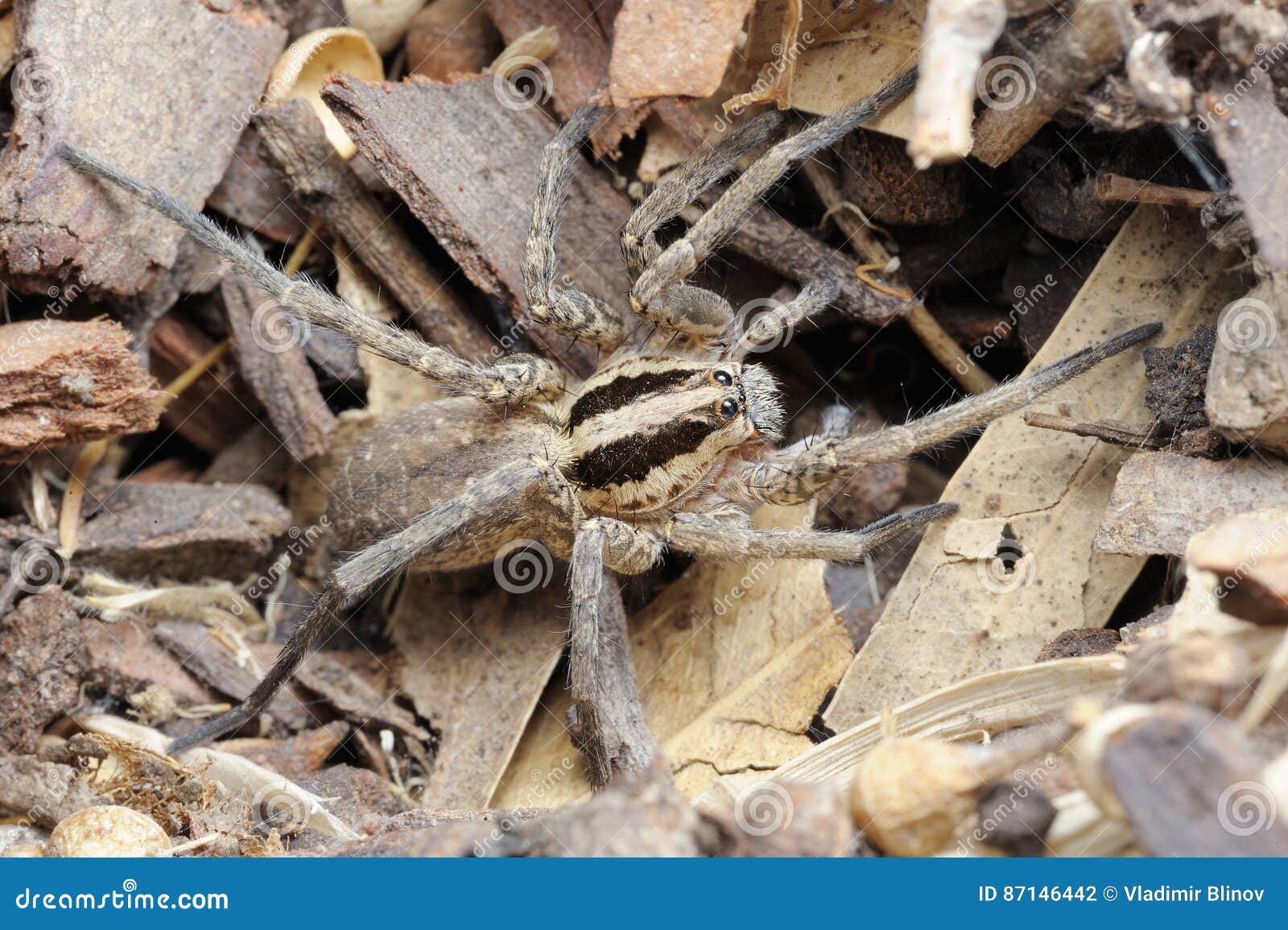 Spider on the ground stock photo. Image of middle, brown - 87146442