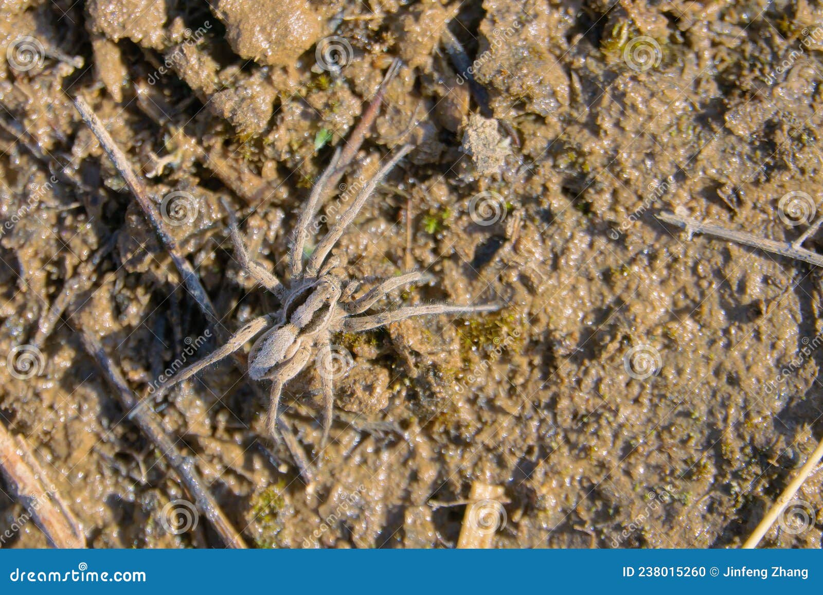 Spider on ground stock photo. Image of spider, insects - 238015260