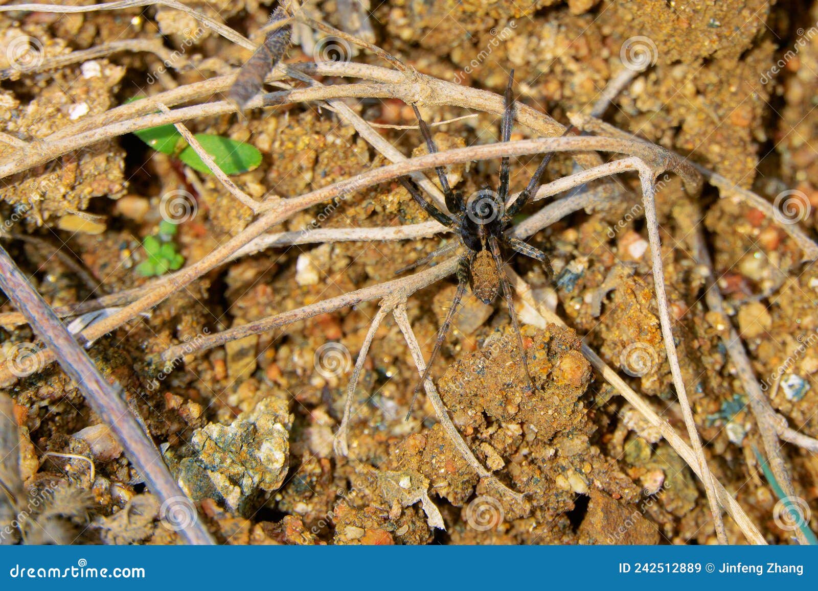 Spider on ground stock image. Image of wild, insect - 242512889