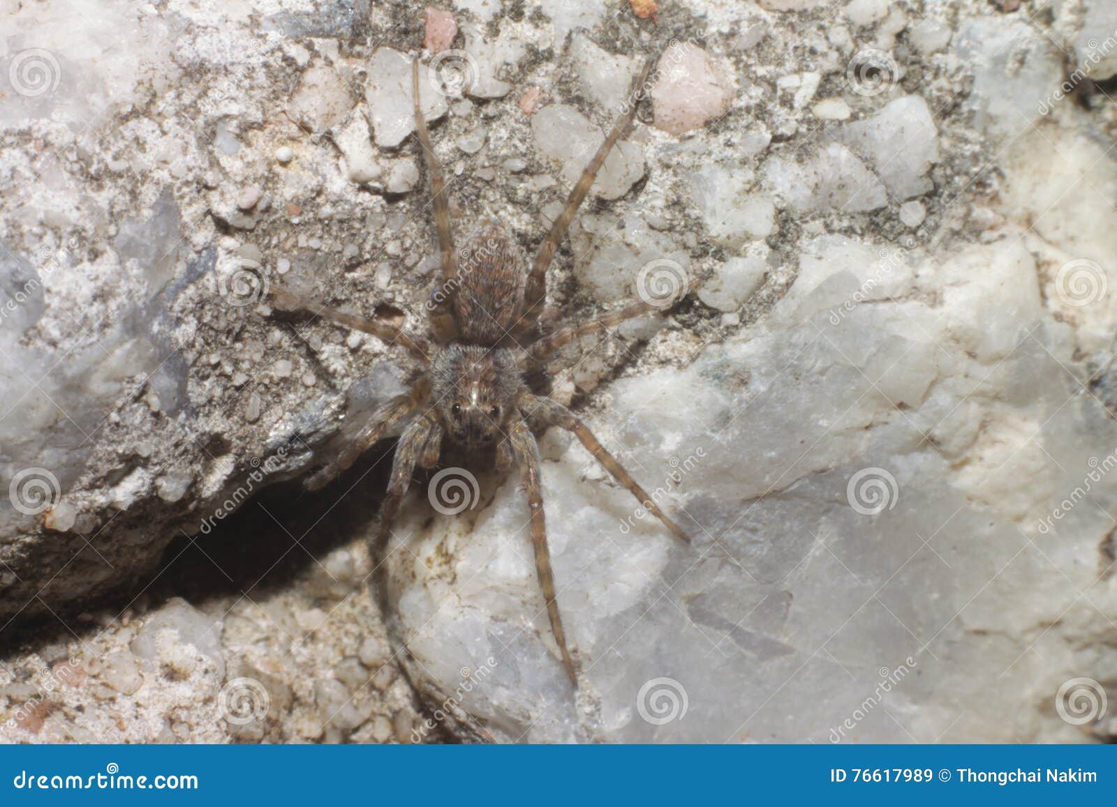 Spider on the ground stock image. Image of zoom, insects - 76617989