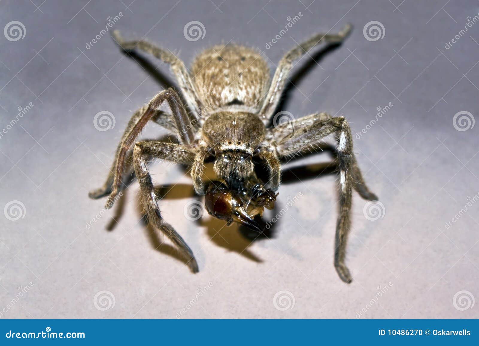 Spider guarding its prey stock photo. Image of oceania - 10486270