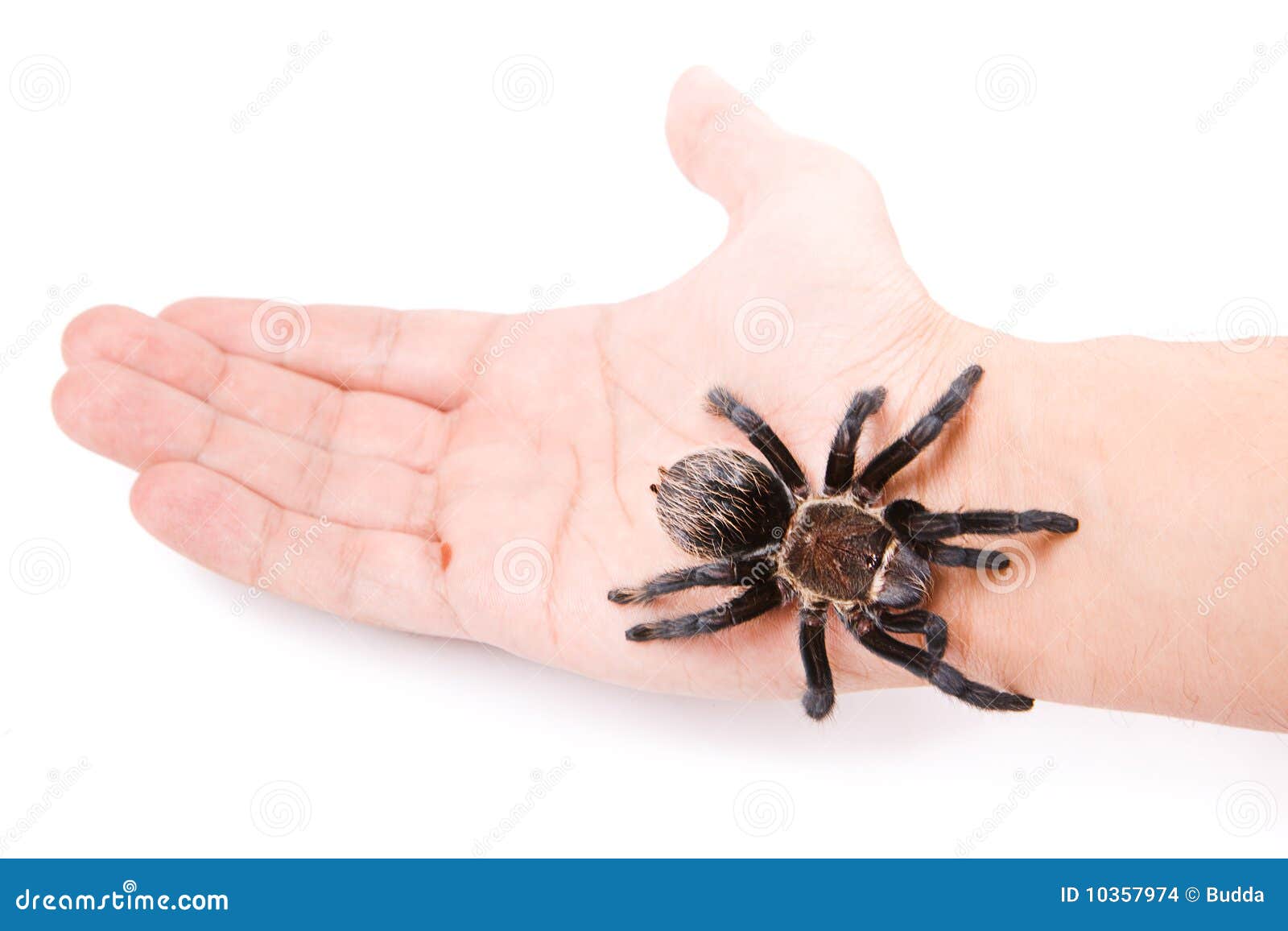 Spider on the hand stock photo. Image of scary, dangerous - 10357974