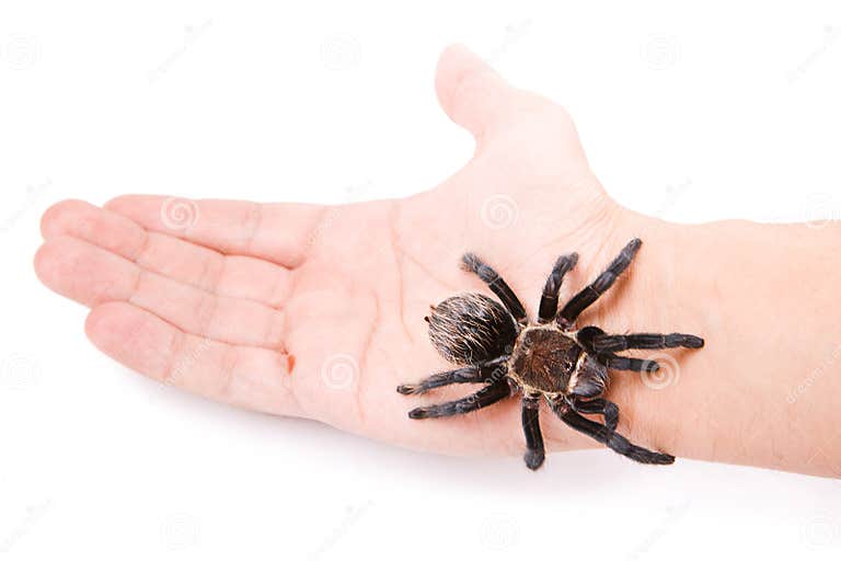 Spider on the hand stock photo. Image of scary, dangerous - 10357974