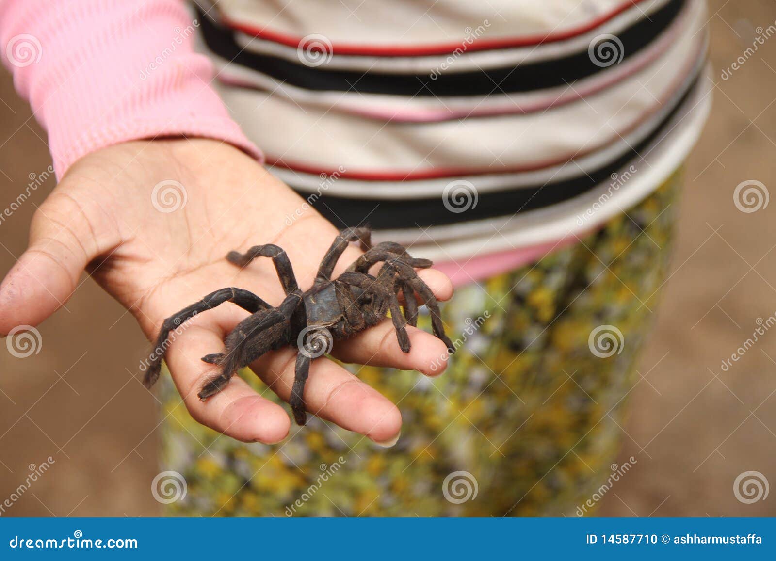 Spider on hand stock photo. Image of southeast, spiders - 14587710