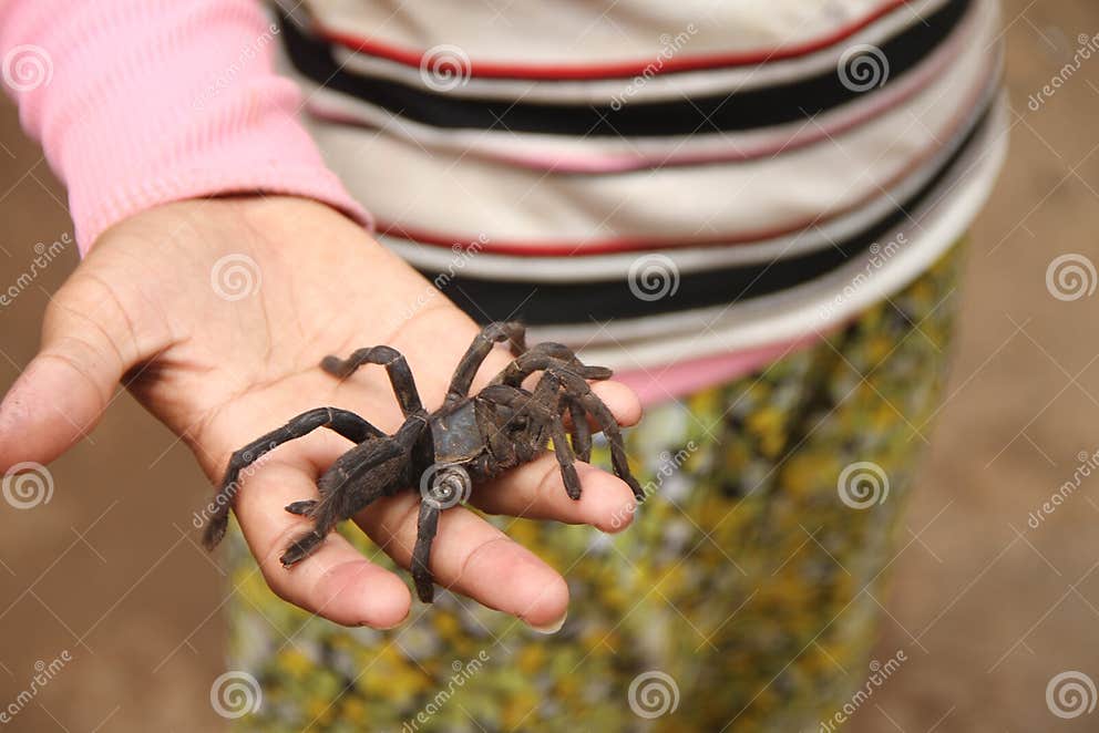 Spider on hand stock photo. Image of southeast, spiders - 14587710