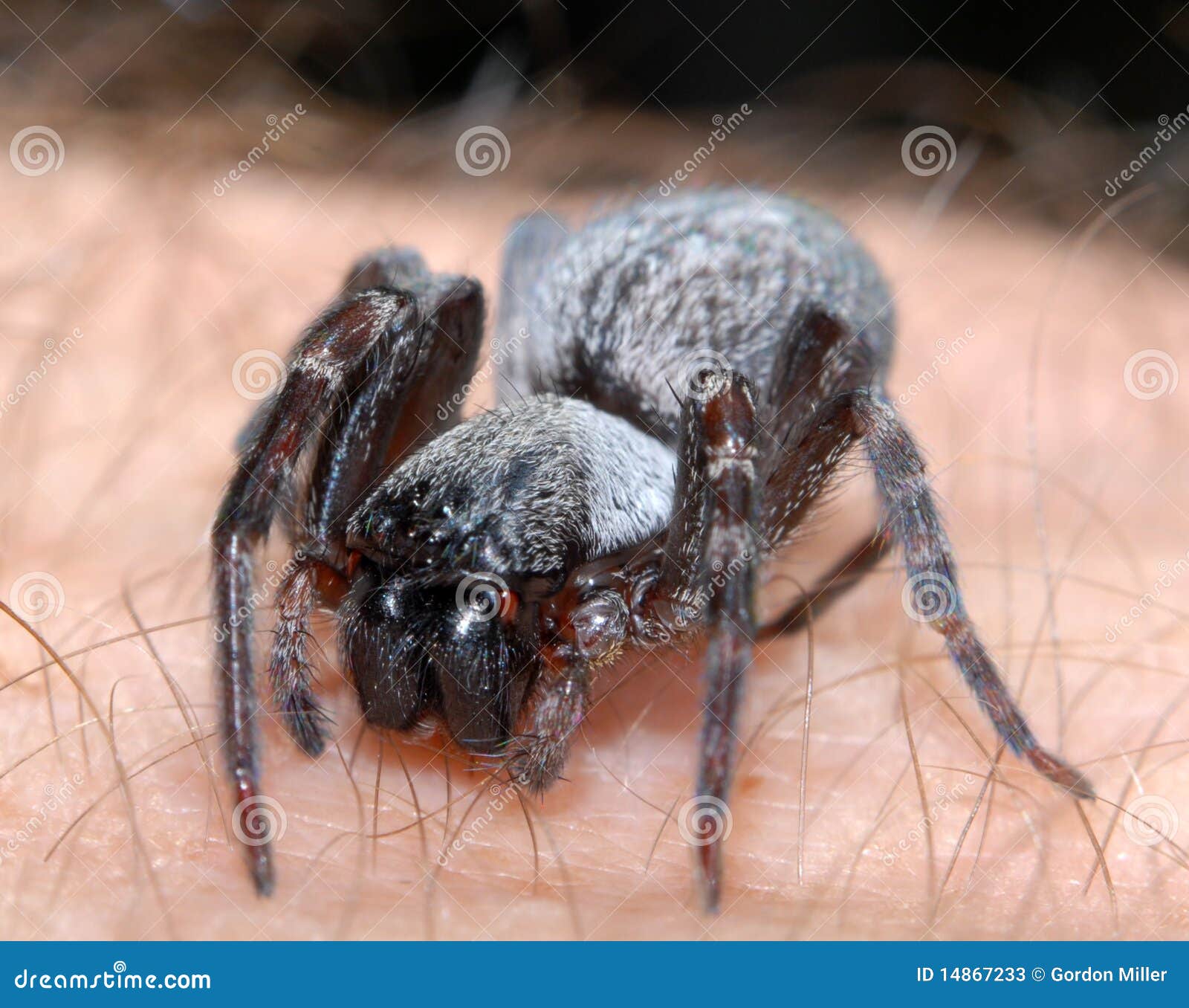 Spider on Hand stock image. Image of macro, arachnophobia - 14867233