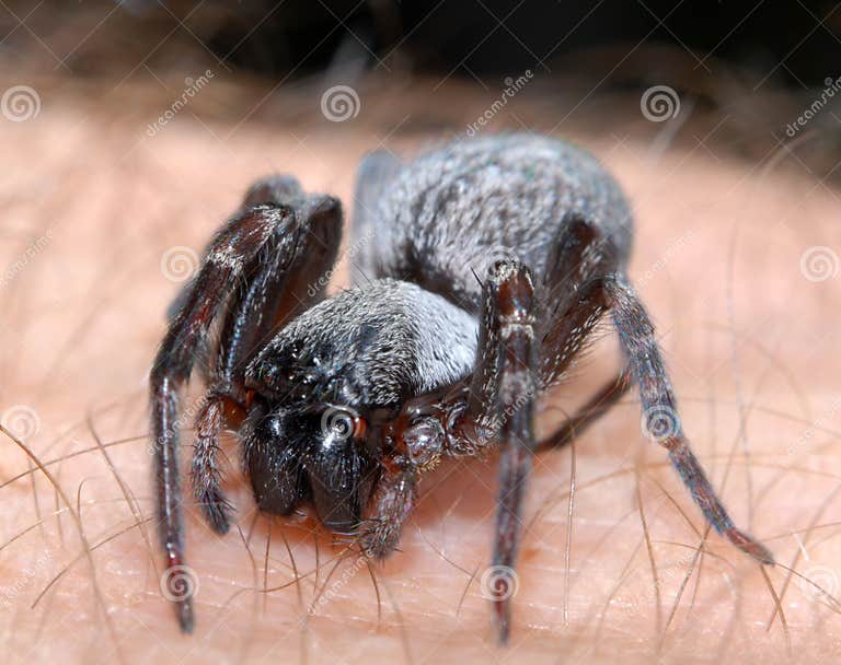 Spider on Hand stock image. Image of macro, arachnophobia - 14867233